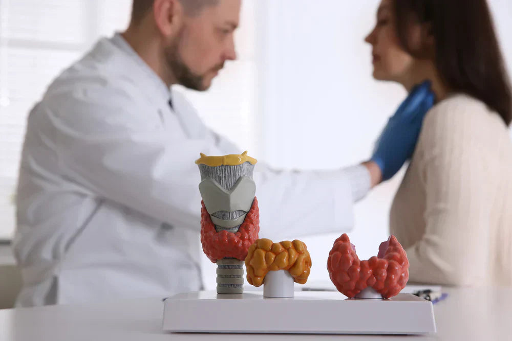 What are Thyroid Hormones & Why are they Important? – Sango Pharmacy
